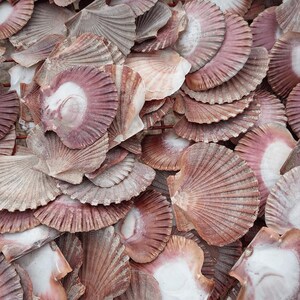 Raw Mexican Flat Scallop Shells - Etsy