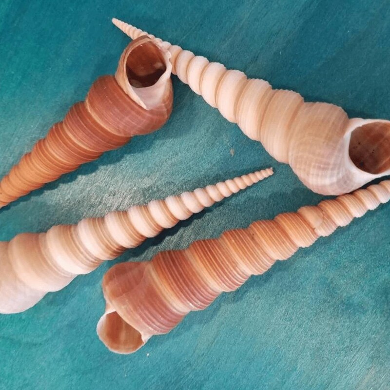 Shell Arrangements - Etsy