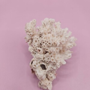 Ivory Bush Coral – Oculina Varicosa (2.5") - Etsy