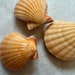 Orange Pectin Scallop Shell Pairs - Etsy