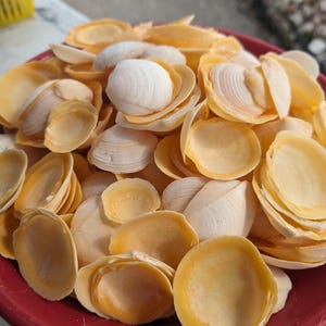 Buttercup Shells - Etsy