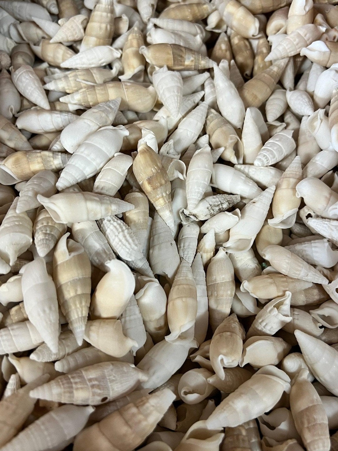 White Cerithium Banded Vertagus Shells – 1.5–2" Slender Spiral Shells ...