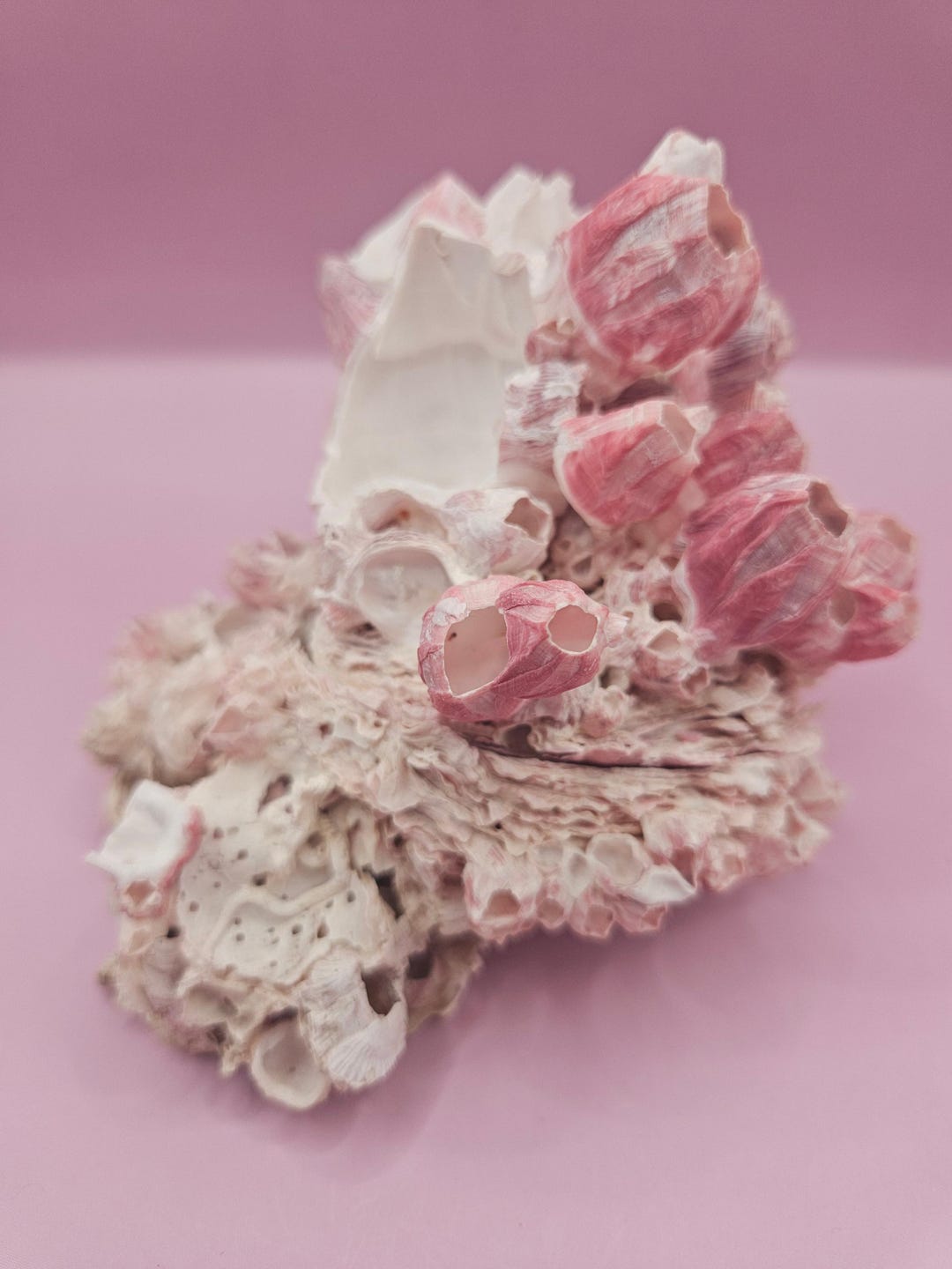 Barnacle With Yellow Jewel Box Shell Gulf of Mexico 4.6x3 - Etsy