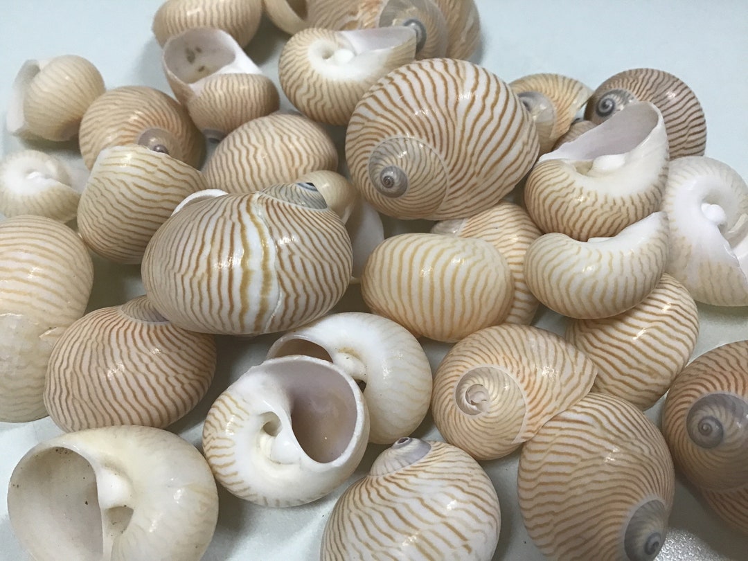 Natica Lineata Moon Snails Whale Eye Stripped Brown Shells - Etsy ...