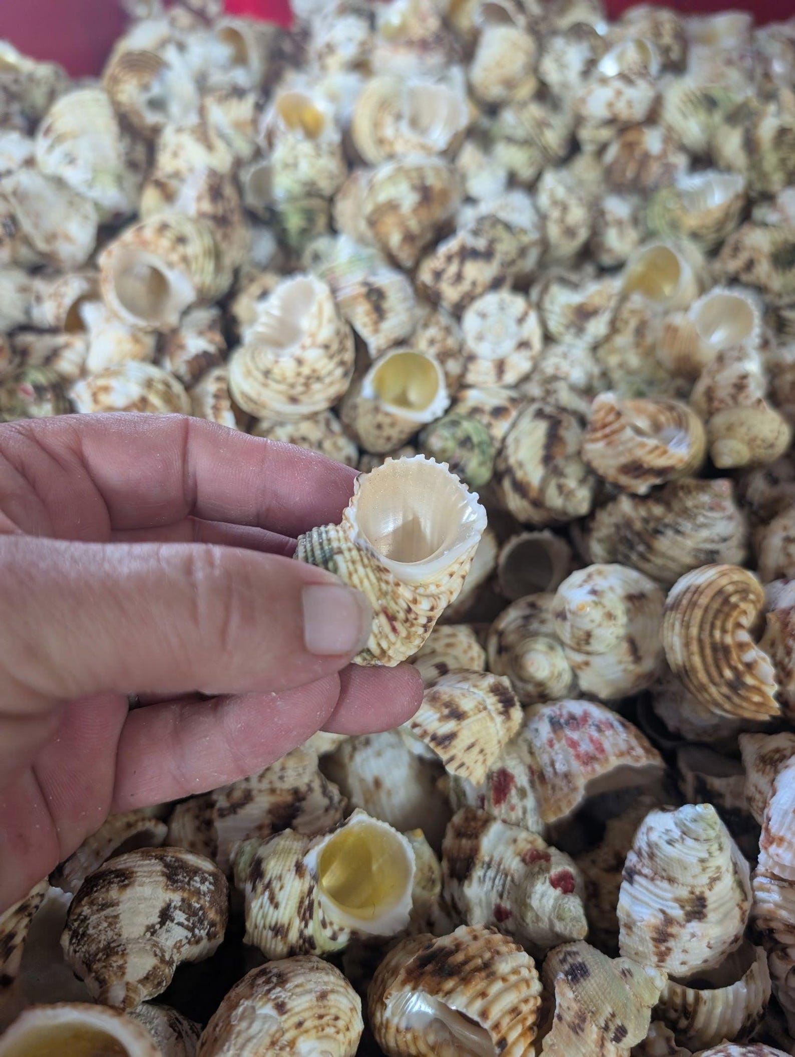 NEW Gold and Silver Mouth Turban Shells (turbo Chrysostomus ...