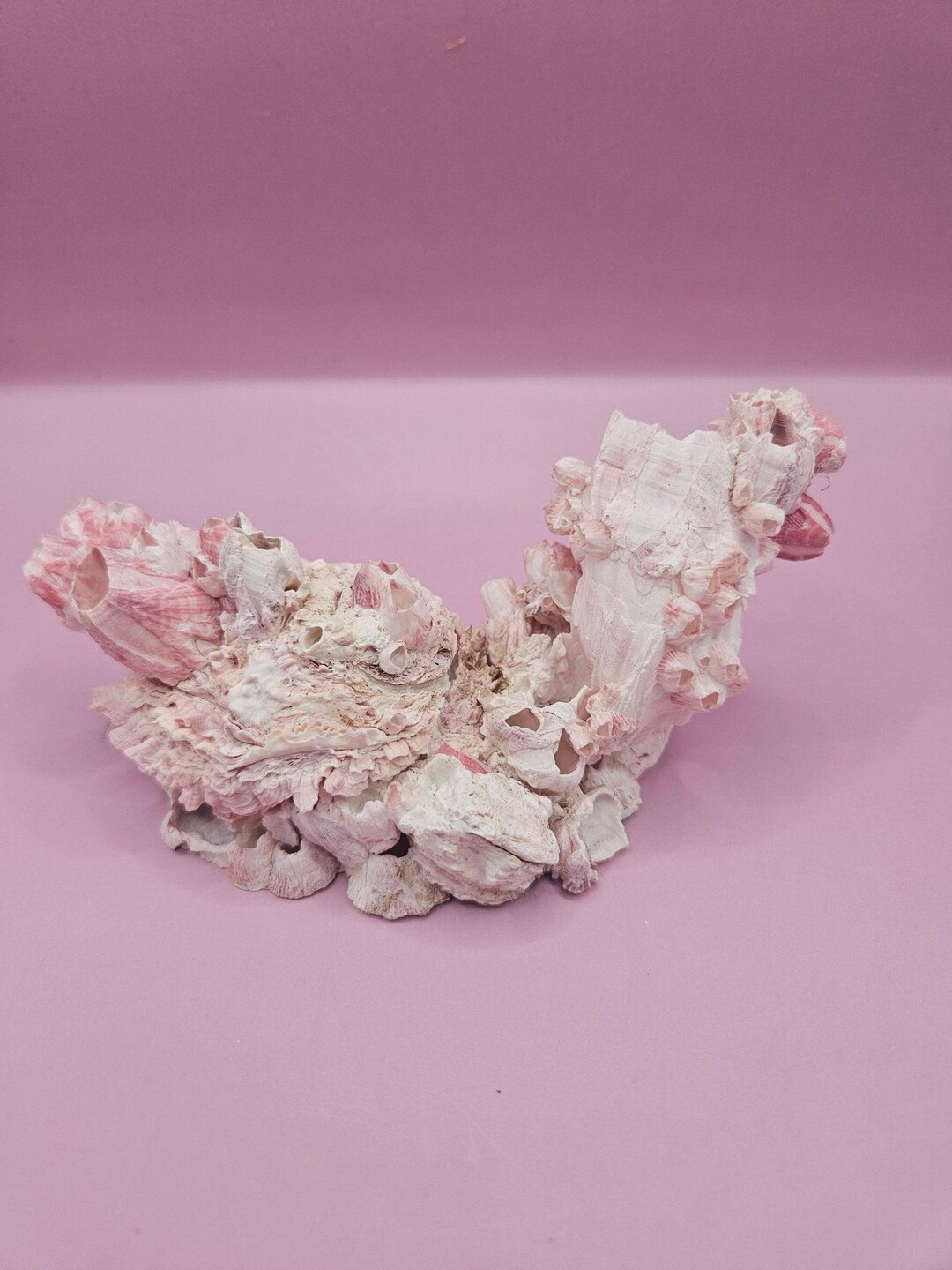 Barnacle With Yellow Jewel Box Shell – Gulf of Mexico (5.5"x2.4") - Etsy