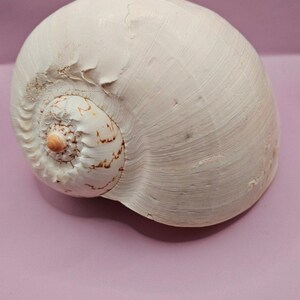 Giant Philippines Crowned Baler Melon Shell - 10" Natural Coastal Decor ...