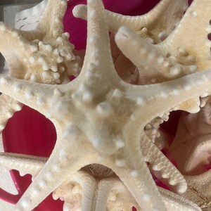 White Armoured Knobby Starfish - Etsy