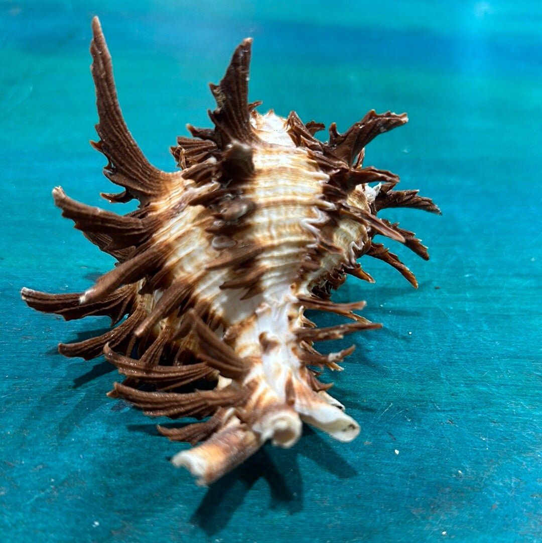 Murex Endive 4 Exact Shell Shown Rich Chocolate Tones Long Spined - Etsy