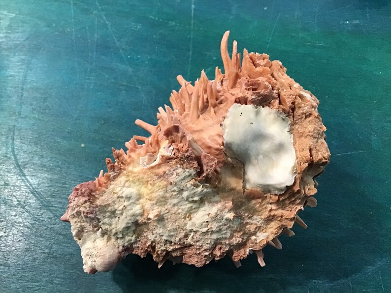 Vintage Spondylus Spiny Oyster Clam 4.5 Seashell Shell - Etsy