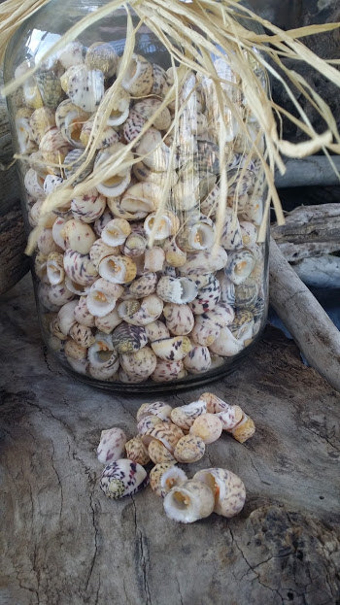 Bleeding Tooth Sea Shells Seashell Supplies Supply Crafting - Etsy