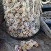 Bleeding Tooth Sea Shells Seashell Supplies Supply Crafting Decorating ...