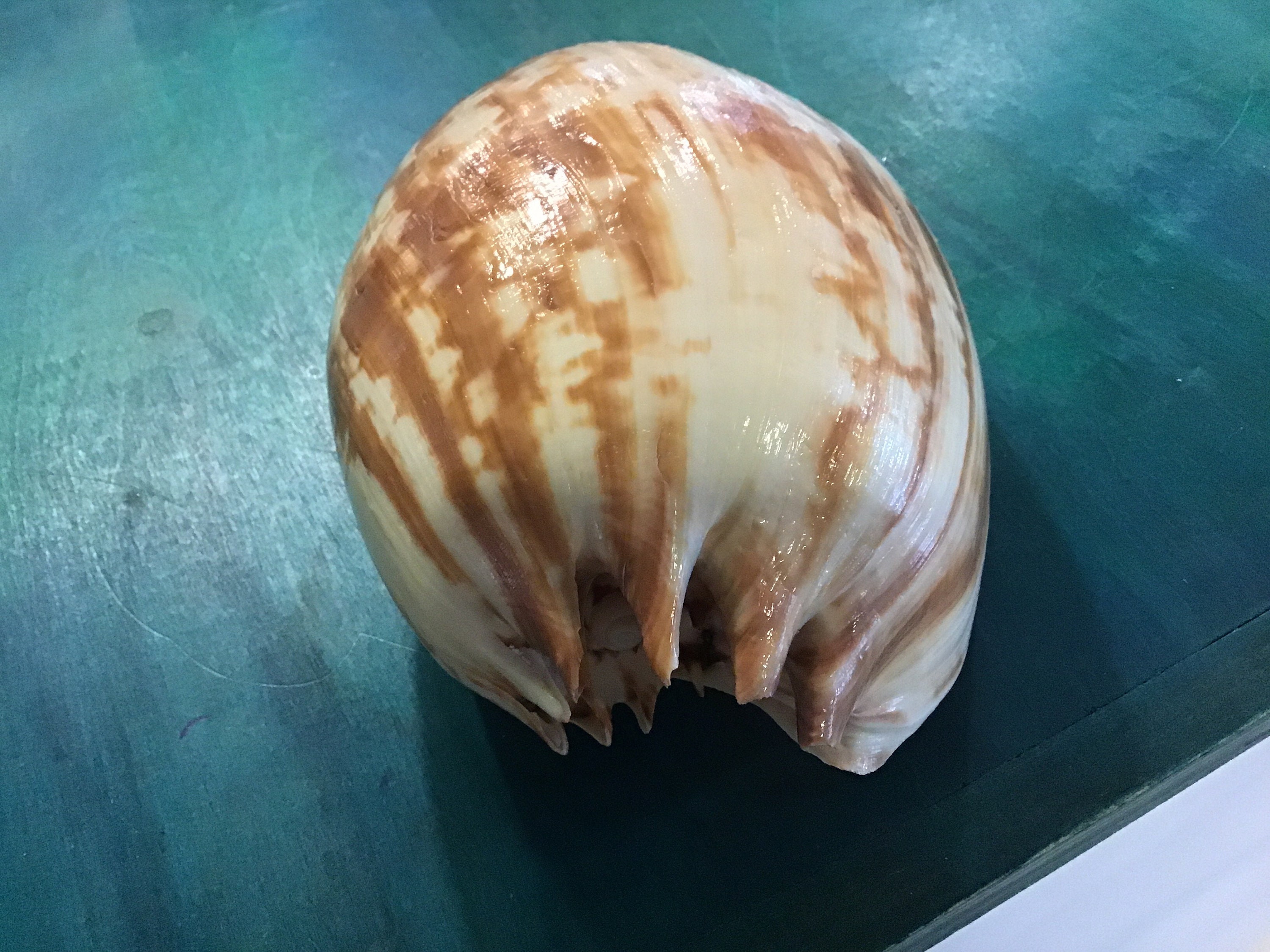 Rocks & Geodes Home & Living RARE Collectors Concave Crown Vintage ...