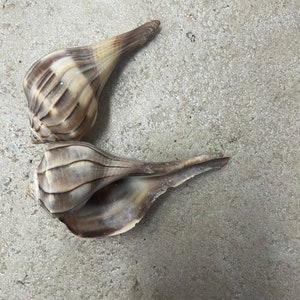 Lightning Whelk 4-5" Sinistral Seashells State of Texas Shell Stripped ...