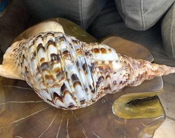 Giant Triton Shell | Etsy