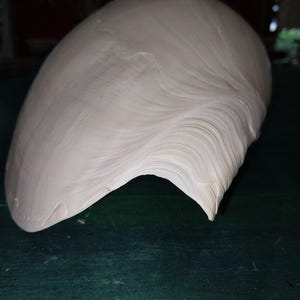 Extra Large Umbilicate Baler Melo Shell 13'" Exact Shown - Etsy