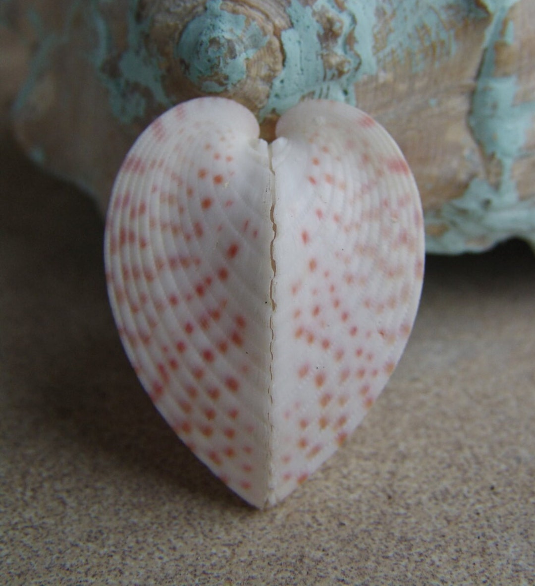 Beach Wedding Accents/ Heart Shaped White Speckled Scallop Shells Heart ...