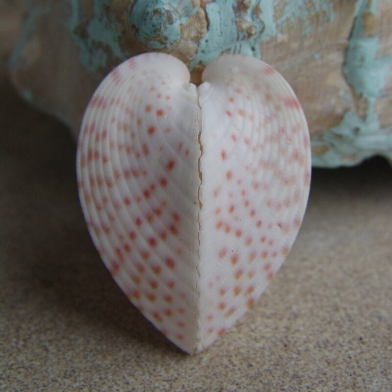 Heart Shaped Shell - Etsy