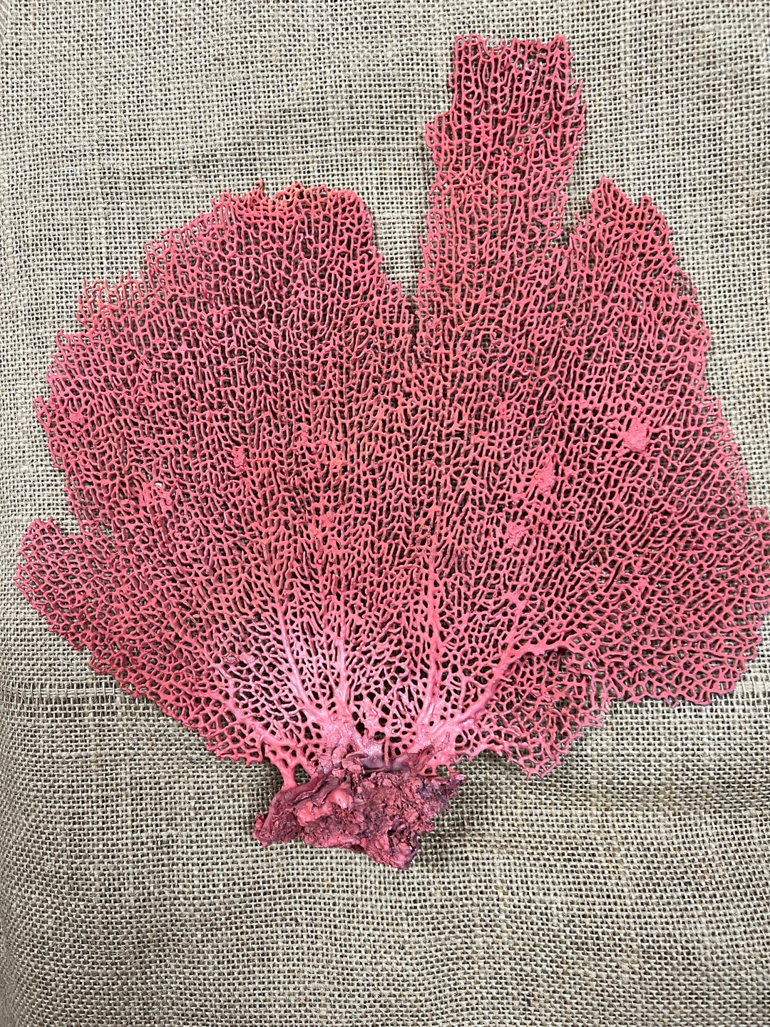 Painted Bahama Sea Fan Coral Pink Salmon Cotton Candy Color - Etsy