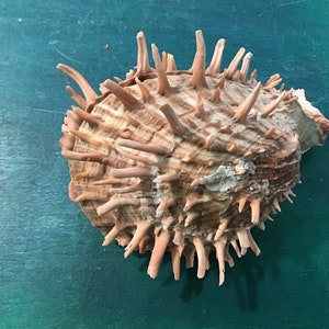 Vintage Spondylus Spiny Oyster Clam 4.5 Seashell Shell - Etsy