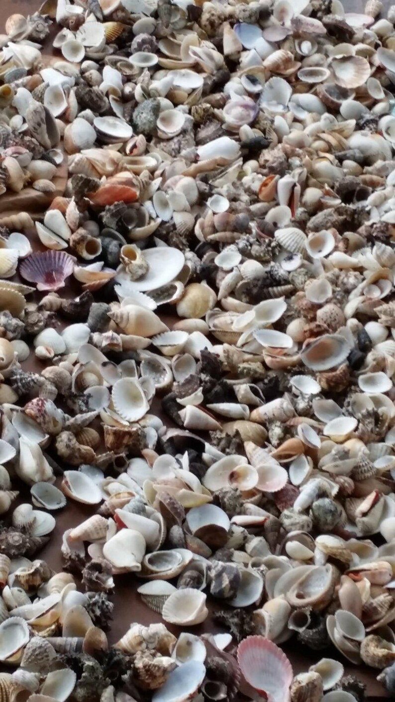 Assortment Mixed Shells Lot -natural Seashell Mix - Etsy