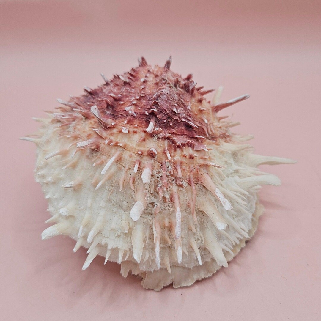 Spondylus Shell – 4" Pink & White Coastal Display Bivalve - Etsy