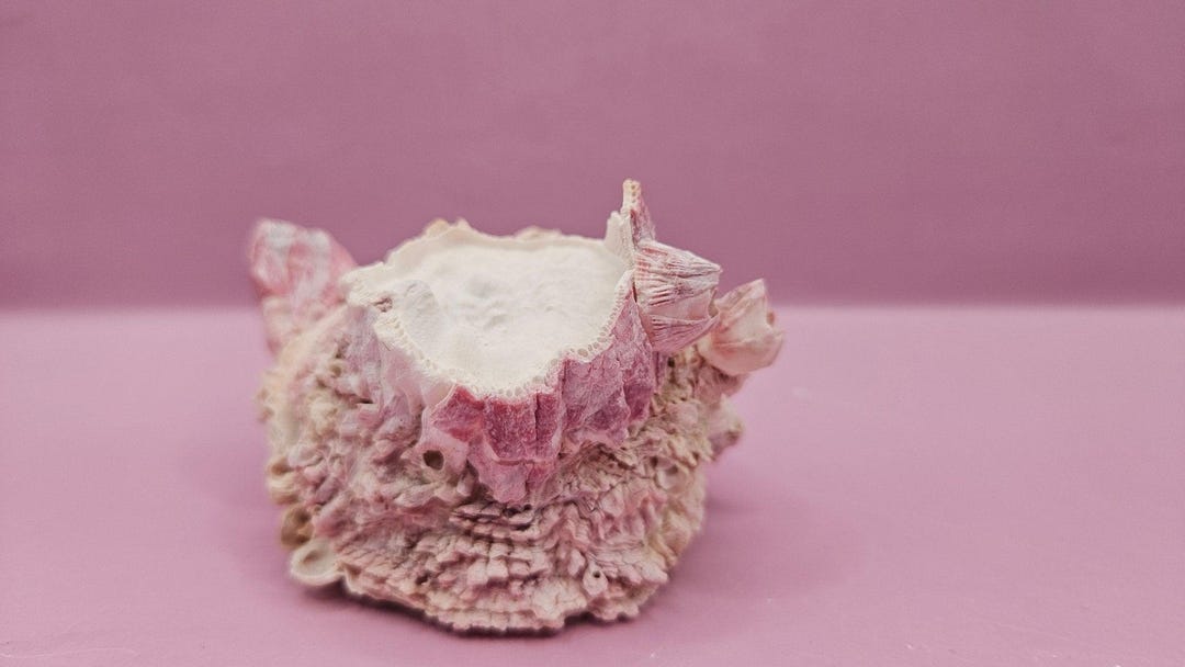 Barnacle With Yellow Jewel Box Shell – Gulf of Mexico (3.5"x3") - Etsy