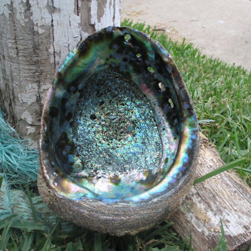 Blue Abalone Shell - Etsy