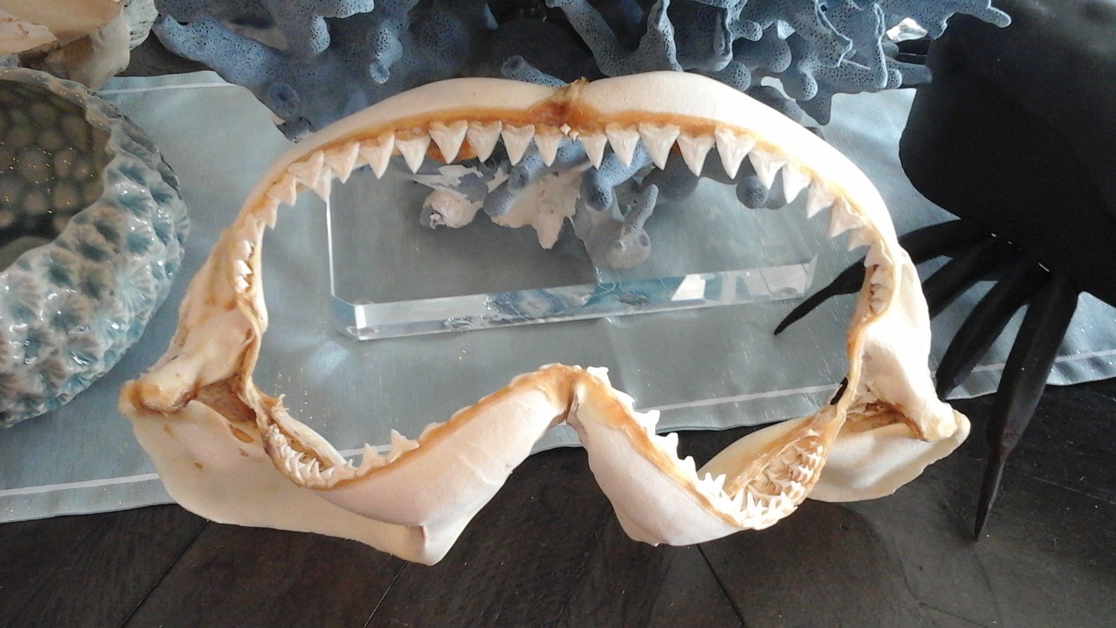 Dusky Shark Jaw Ocean Surf Real Authentic Teeth Nautical Dried | Etsy