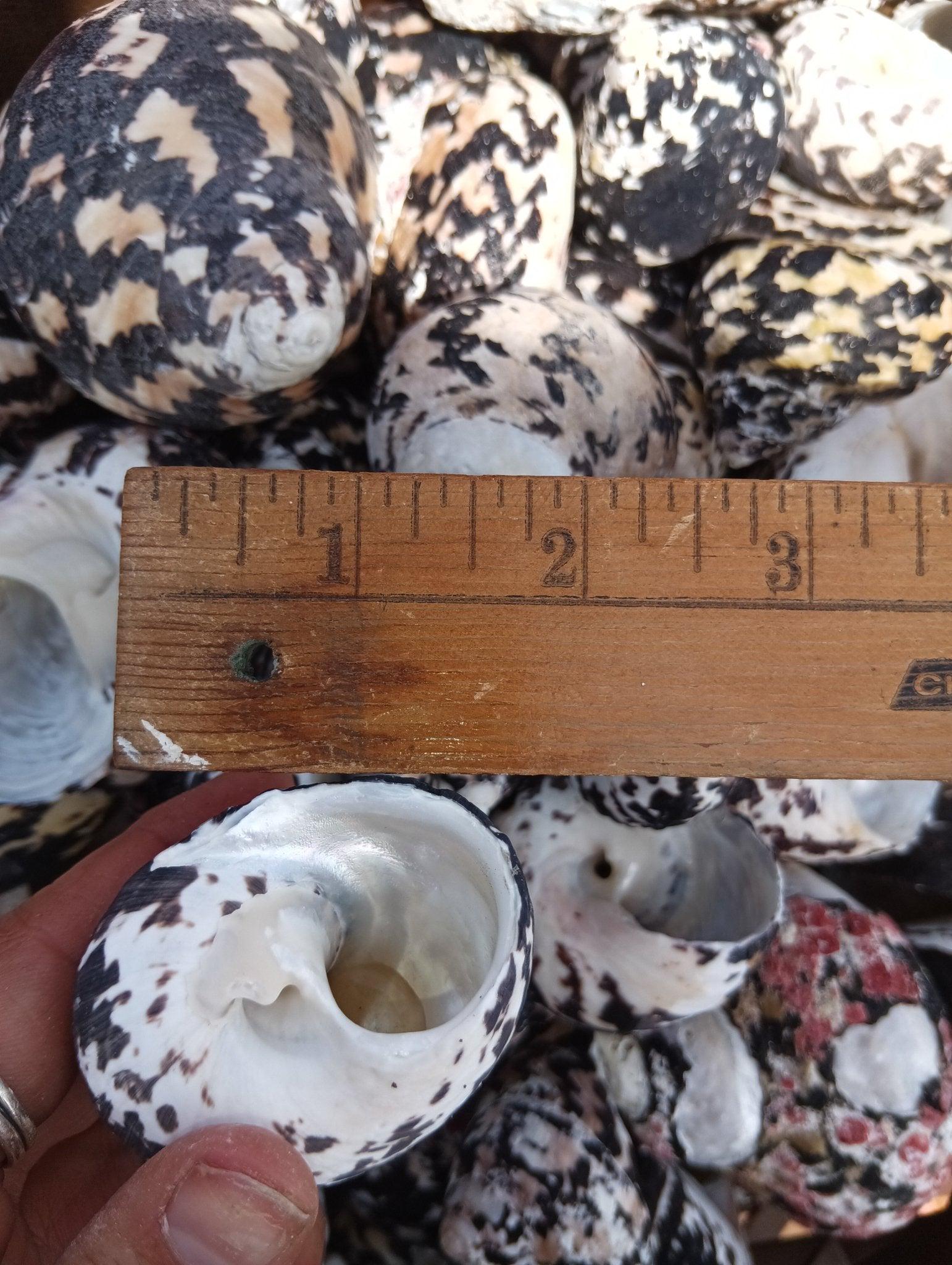 Black and Pearl Pica Magpie Turbo Shells Caribbean Gulf Seashells - Etsy