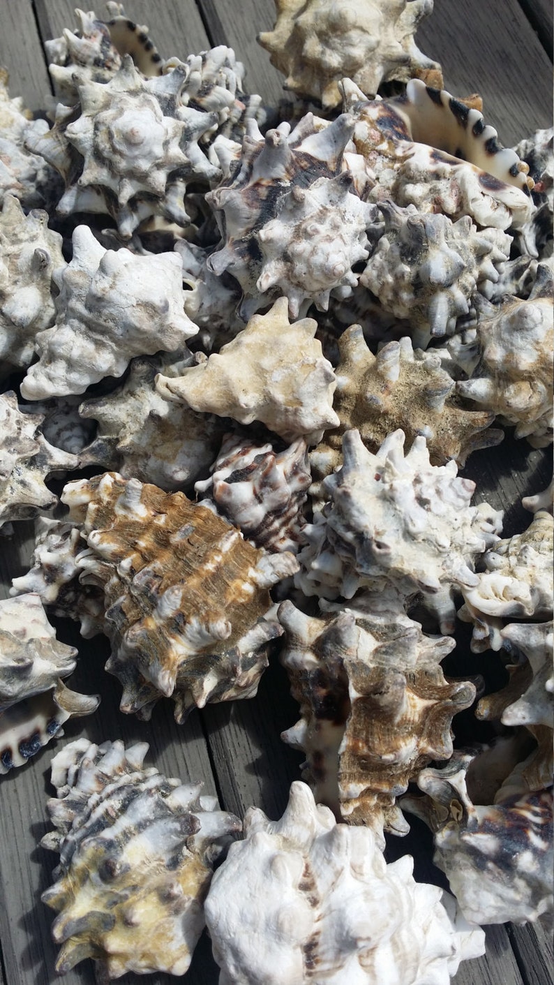 Murex Shells Mini Pointed Spike Conch Natural Rustic Tan Shell | Etsy