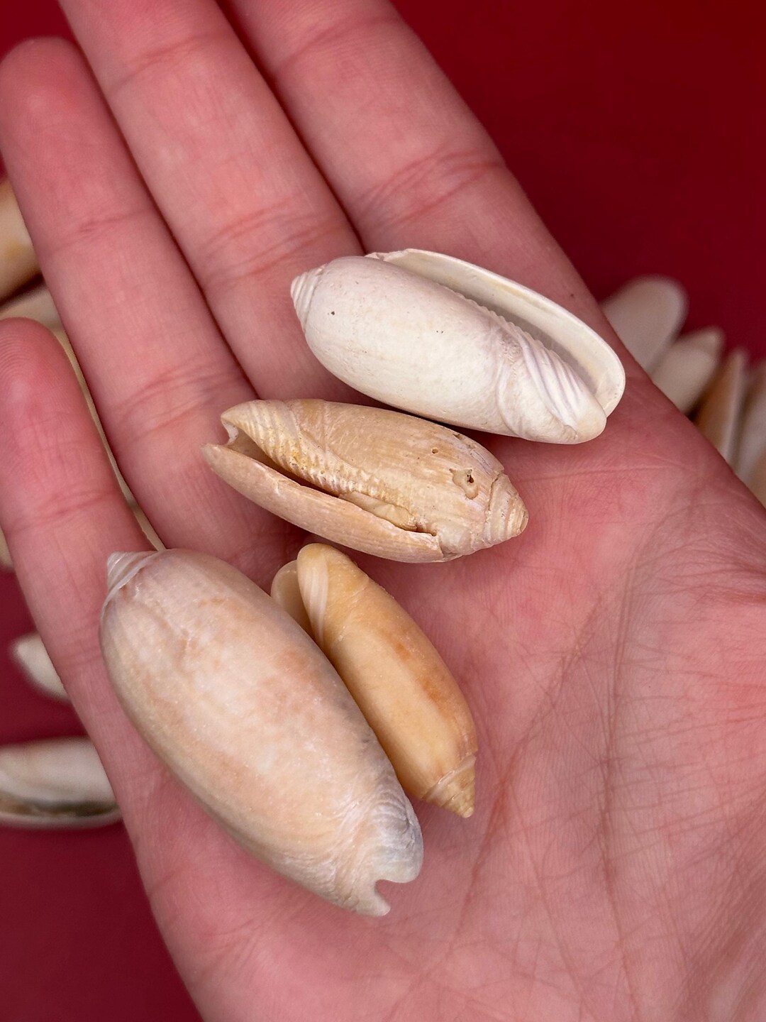 Bulk Olive Shells (olividae) – 1.5 Lbs Beach Weathered Craft Shells 1-2 ...