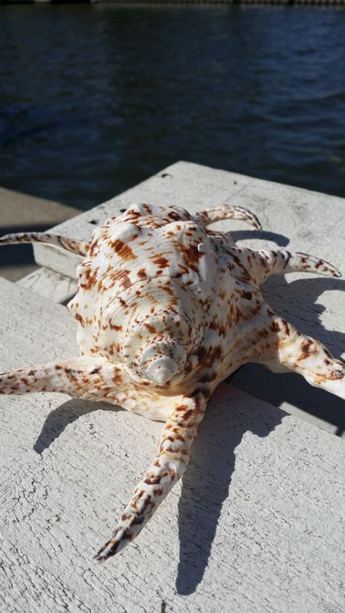 Extra Large Lambis Chiragra Spider Shell 8-11 Spiny - Etsy