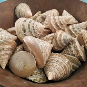 Spiral Cut Large Pearl Green Trochus Spiral Top White Red Cone ...