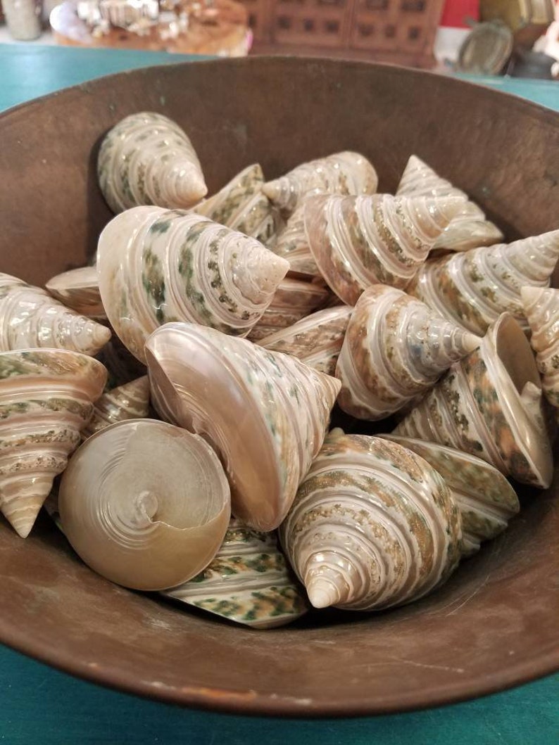 Spiral Cut Large Pearl Green Trochus Spiral Top White Red Cone | Etsy