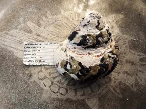 Specimen West Indian Top Magpie Shell Cittarium Pica Organic - Etsy