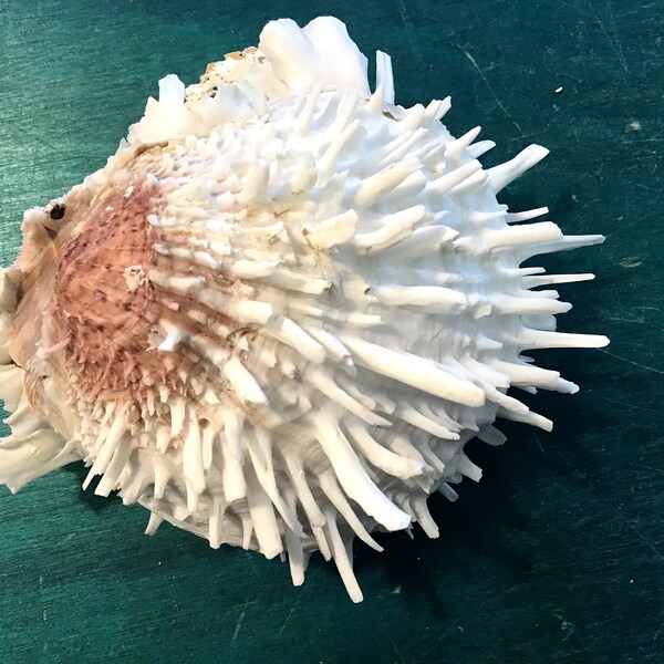 Spondylus - Etsy