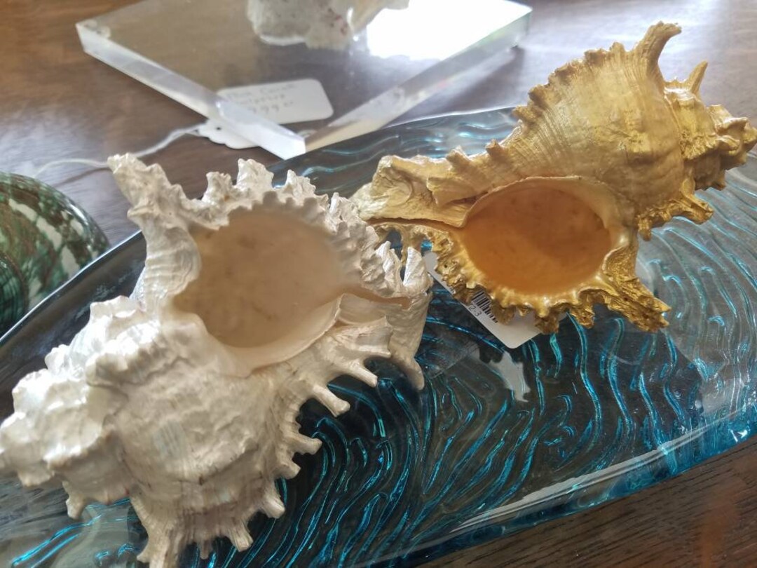 Gold Murex Conch Shell Coastal Beach Decor Seashell Coastal Christmas ...