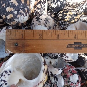 Black and Pearl Pica Magpie Turbo Shells Caribbean Gulf Seashells - Etsy