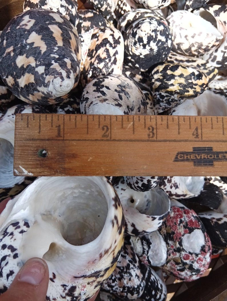 Black and Pearl Pica Magpie Turbo Shells Caribbean Gulf Seashells - Etsy