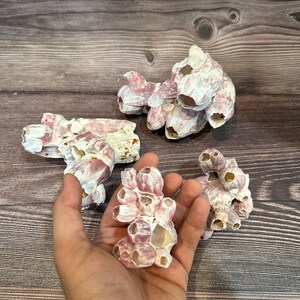 Gulf of Mexico Barnacles Under 5 - Etsy