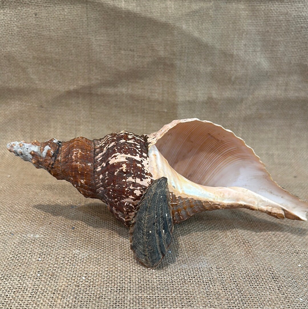 Melanistic Horse Conch Shell With Operculum & Perio 9 - Etsy