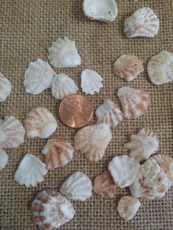 Floral & Garden Crafts Terrarium Supplies Kitten Paw Shells Real ...