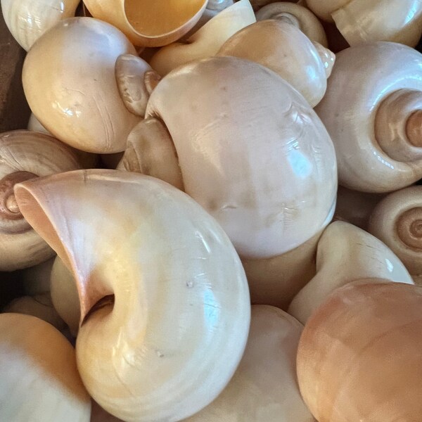 Apple Snail Shell - Etsy