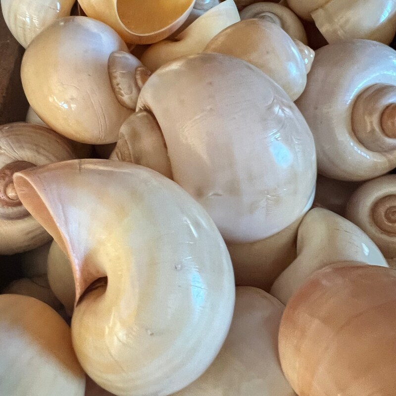 Apple Snail Shell - Etsy