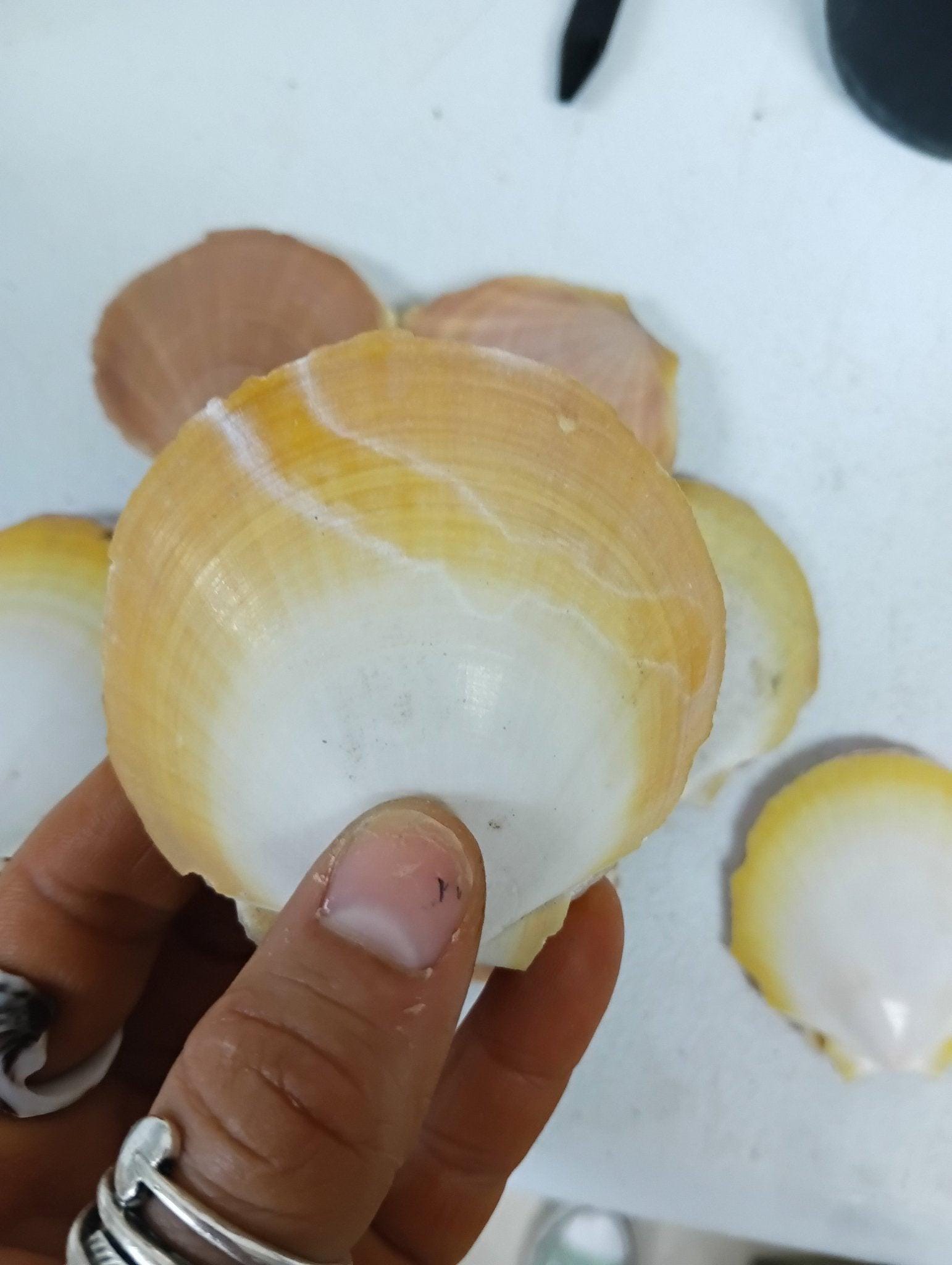 Non-edged Asian Moon/sun Scallop Pairs (amusium Pleuronecte) - Etsy