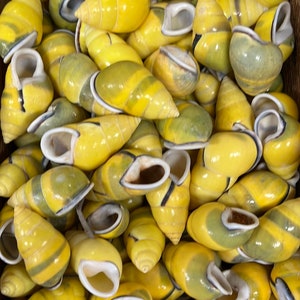 Bright Yellow Striped Land Snail Shells Fun Bright Fairy Garden ...