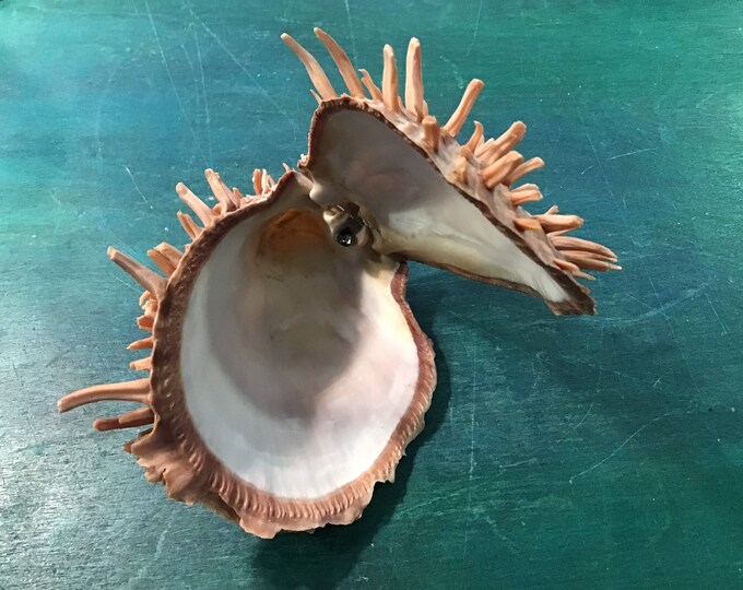 Vintage Spondylus Spiny Oyster Clam 4.5 Seashell Shell Sea Rare ...