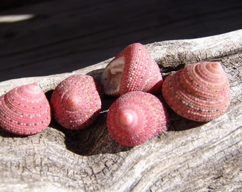 Bright Tropical Scallop Pectin Nobilis Shells Seashells - Etsy