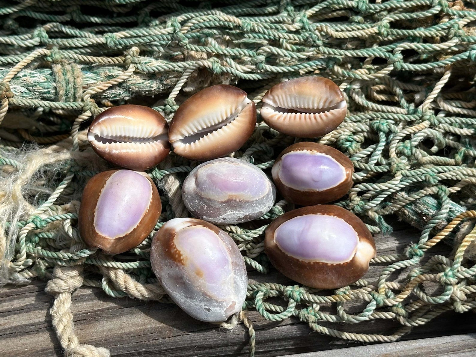 Purple Eyed Snakehead Serpents Head Cowrie Cowry Shells Polished Rich ...